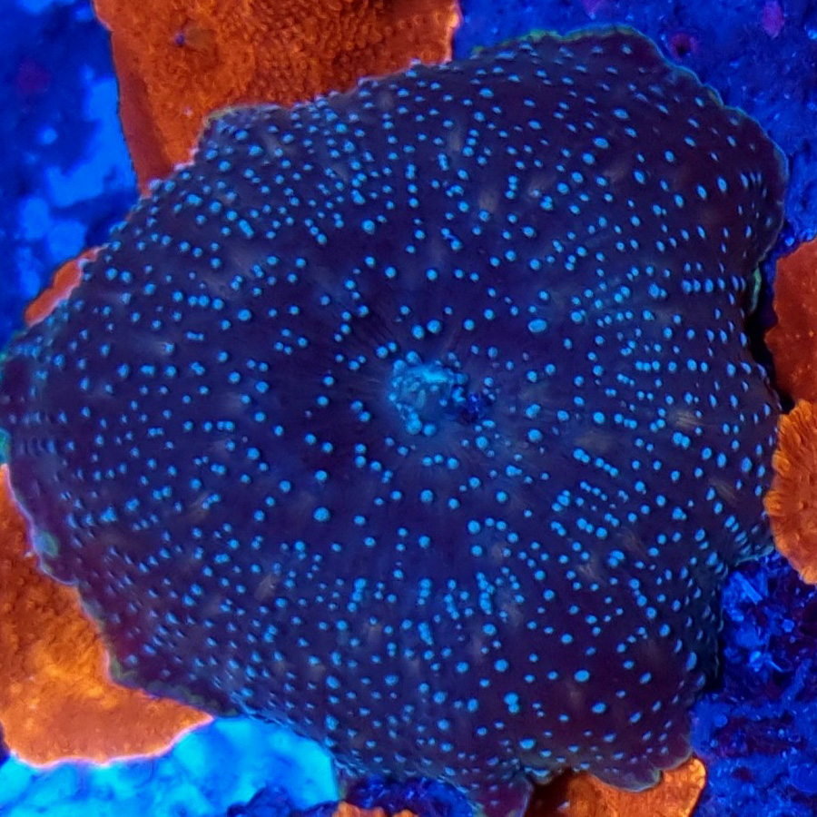 Discosoma Coeruleus Blue #G4 - Korale.Pro