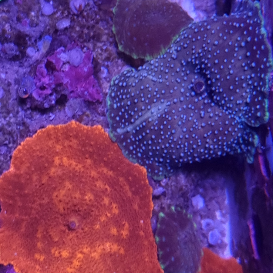 Discosoma Coeruleus Blue #G4 - Korale.Pro