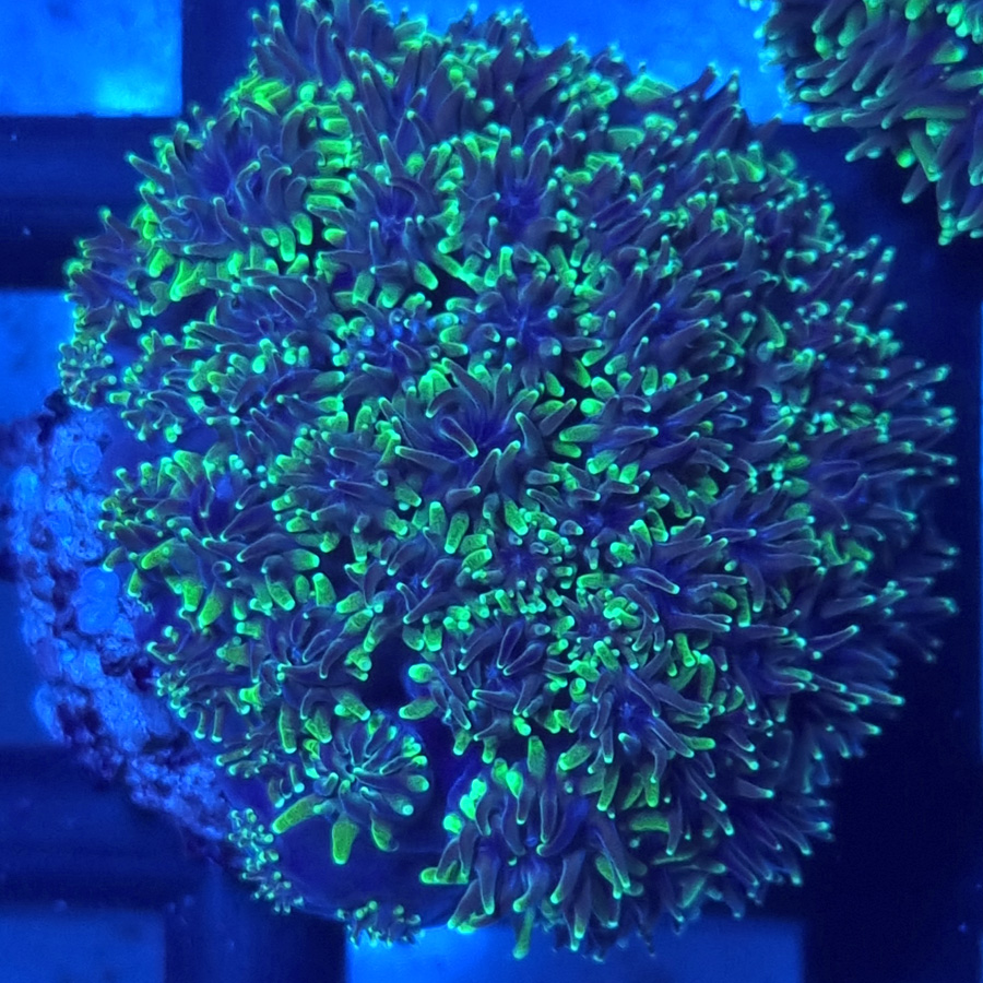 Galaxea fascicularis #006 - Korale.Pro