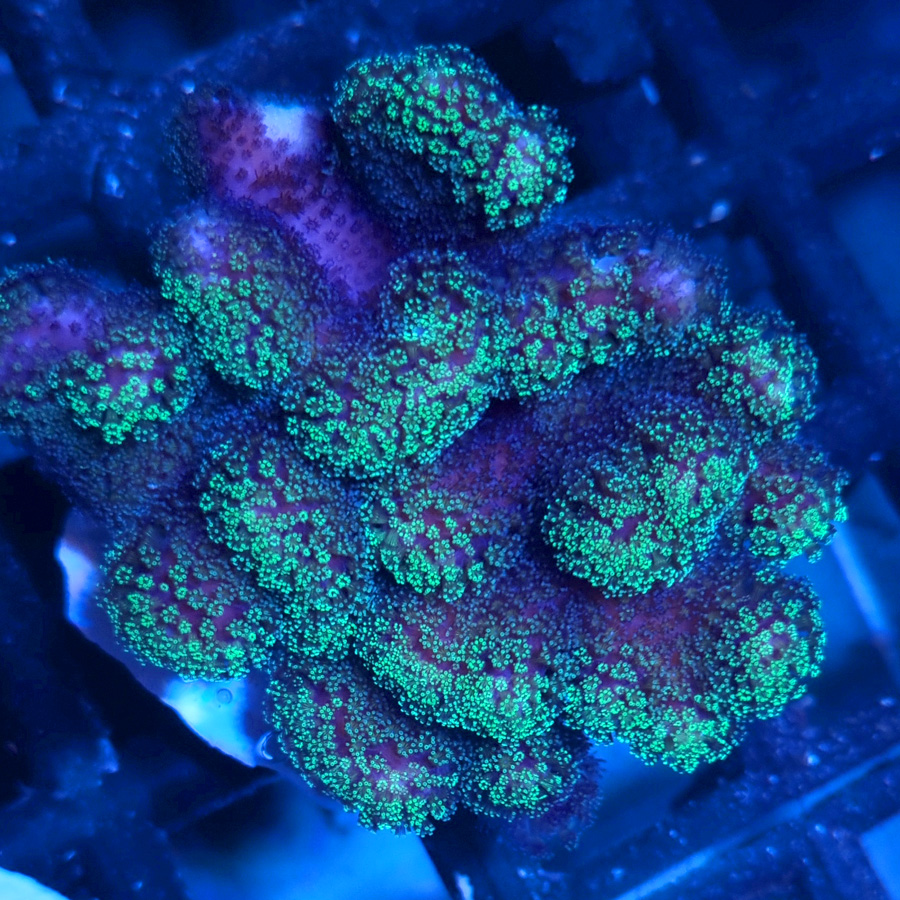 Stylophora Pistillata Green #SP.3 Korale.Pro