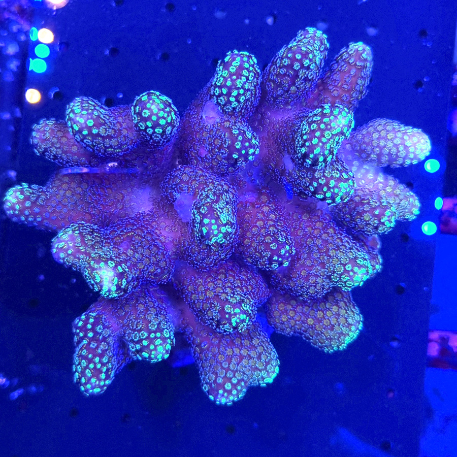 Stylophora Pistillata Green #SP.3 Korale.Pro