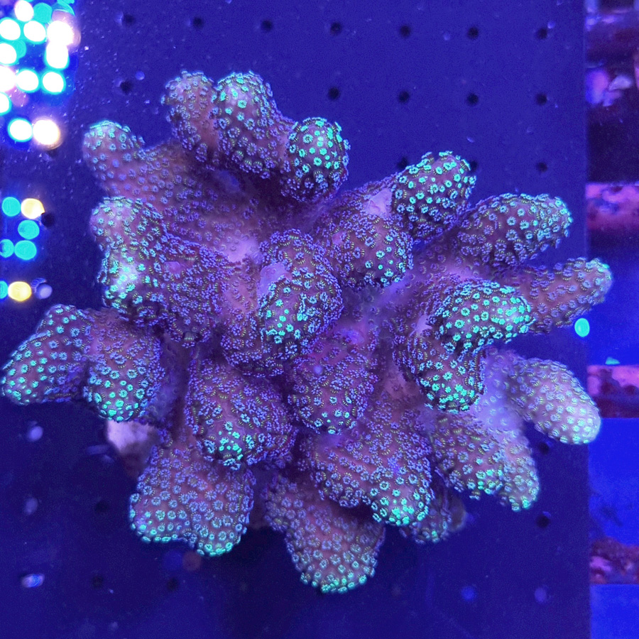 Stylophora Pistillata Green #SP.3 Korale.Pro